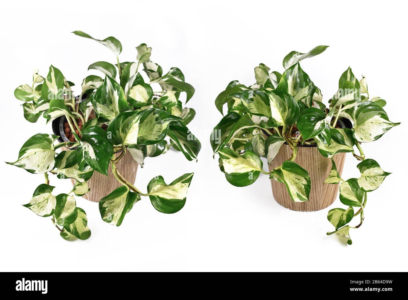 'Manjula' Pothos, a tropical house plant, also called 'Happy Leaves ...