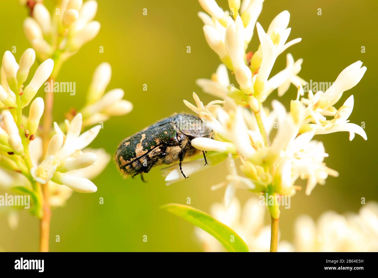 Jucunda hi-res stock photography and images - Alamy