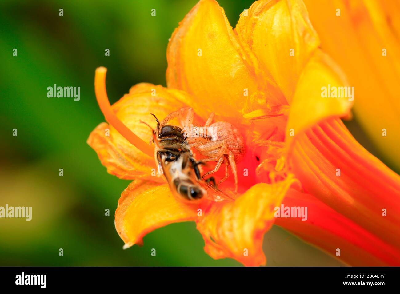The spider prey on bees Stock Photo - Alamy