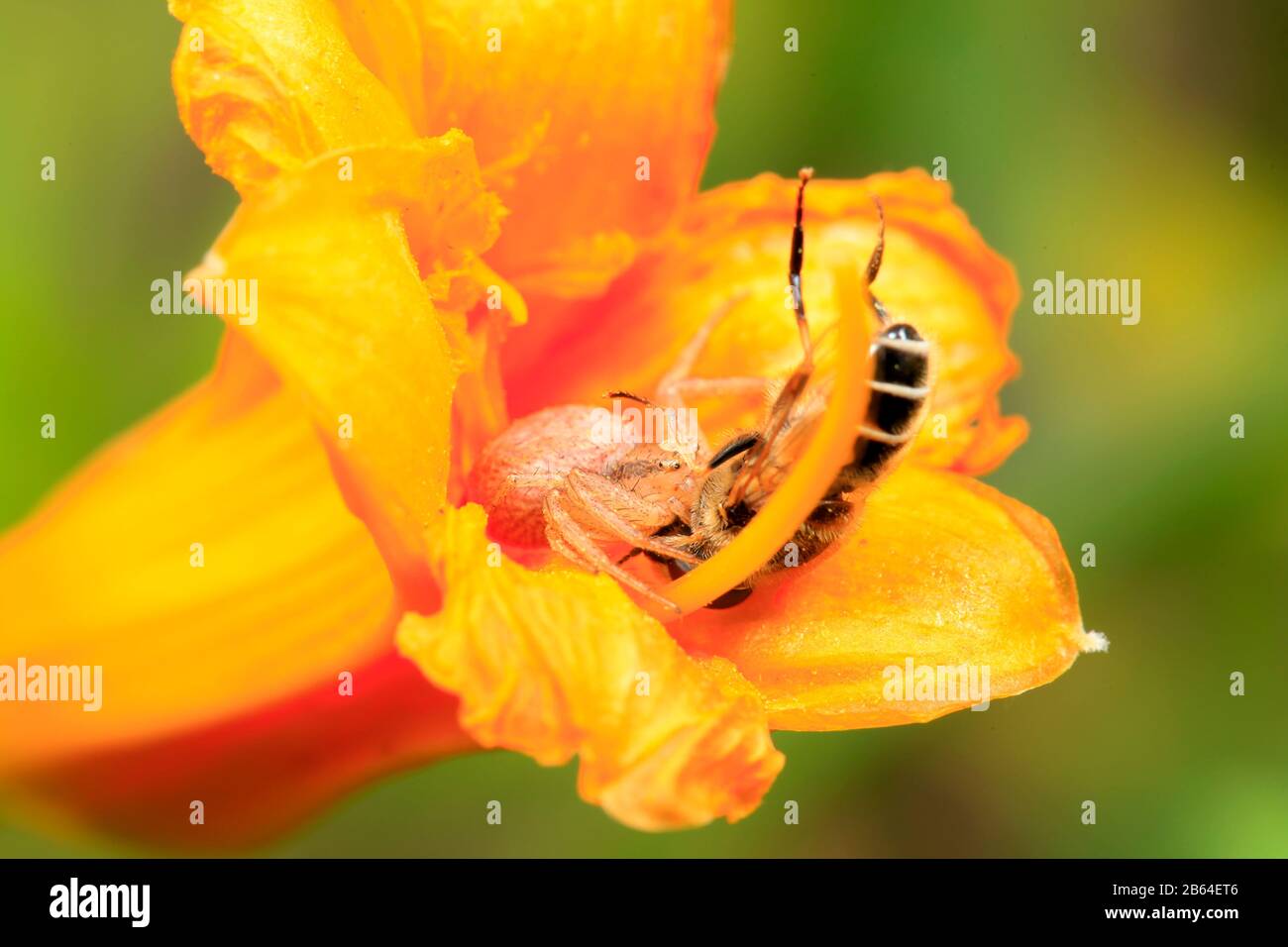 The spider prey on bees Stock Photo - Alamy