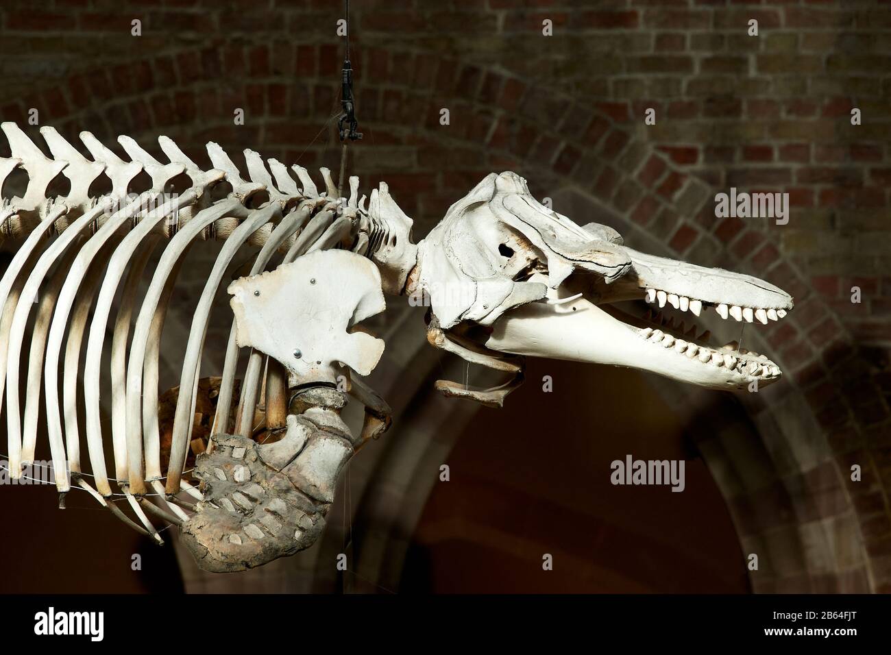 Animal teeth museum hi-res stock photography and images - Alamy