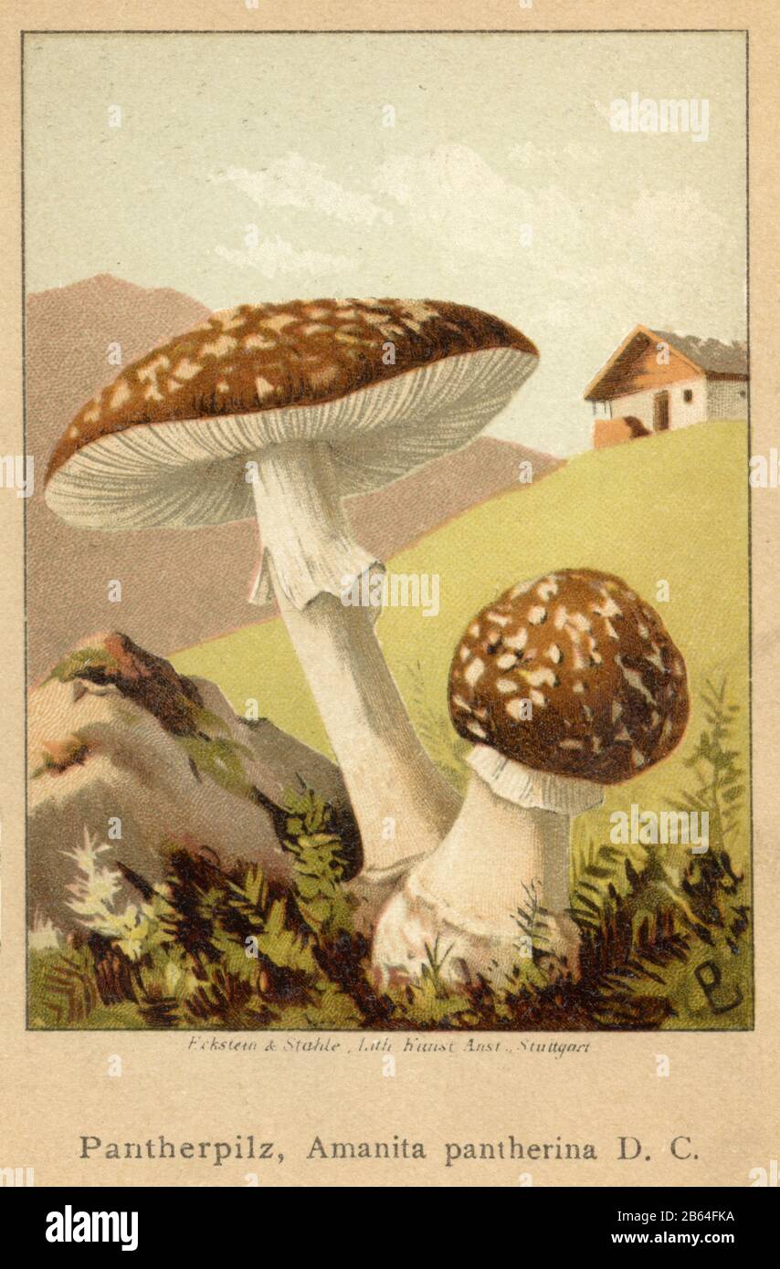 panther cap and false blusher Amanita pantherina, (identification book ...