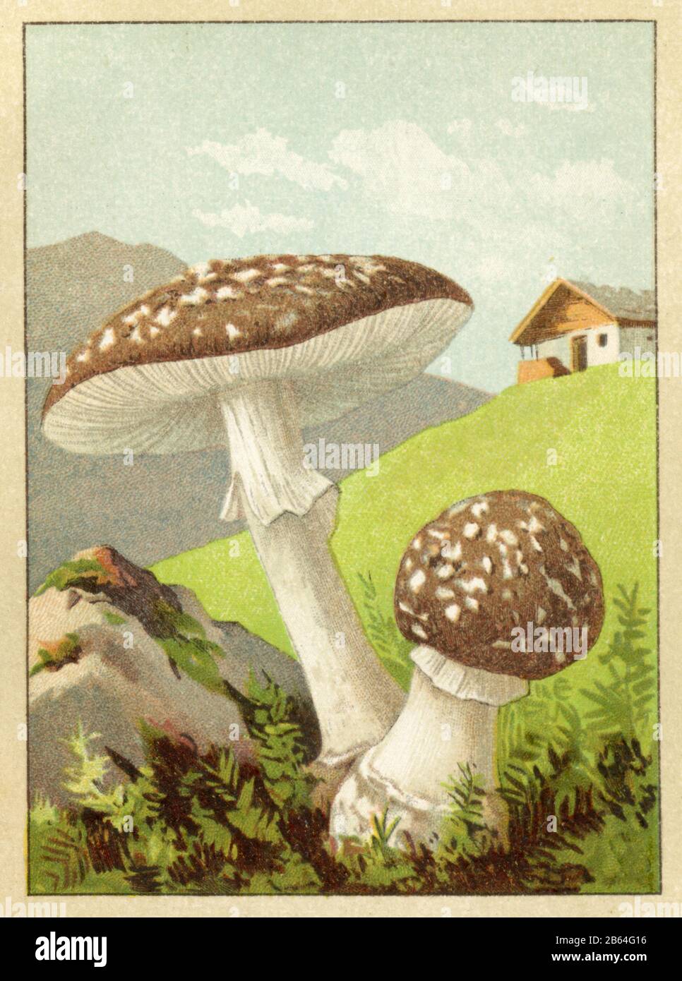 panther cap and false blusher Amanita pantherina, (identification book ...