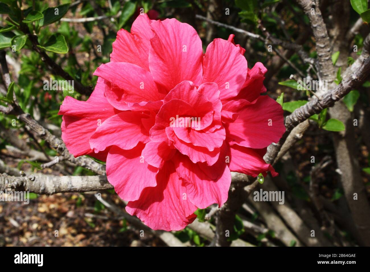 Hibiskus rosa sinensis hi-res stock photography and images - Alamy