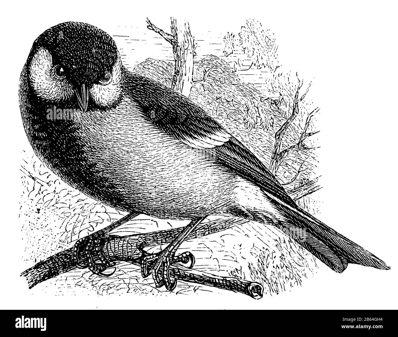 , Parus major Stock Photo - Alamy