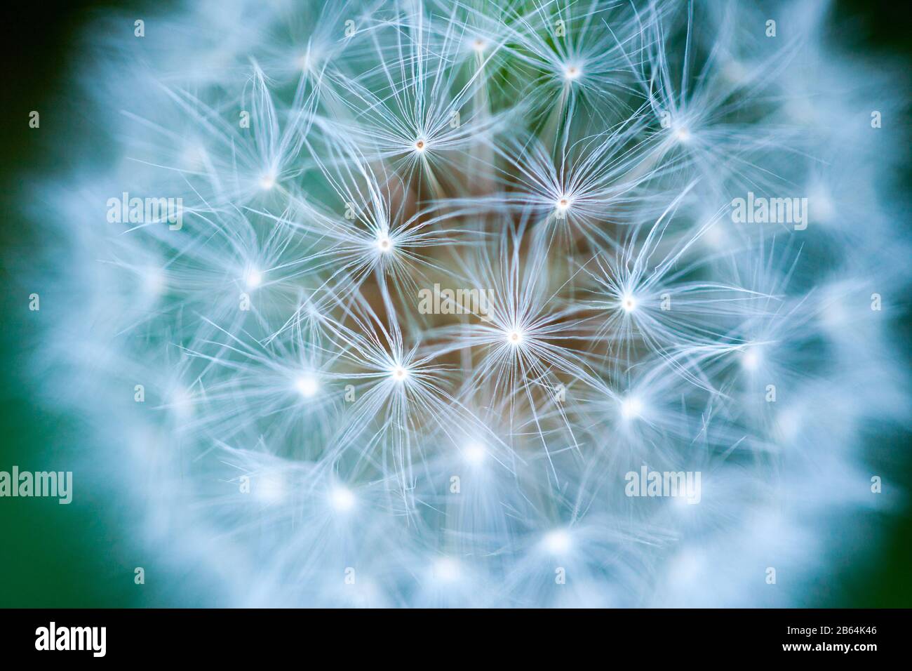 Dandelion desktop wallpaper hi-res stock photography and images - Alamy