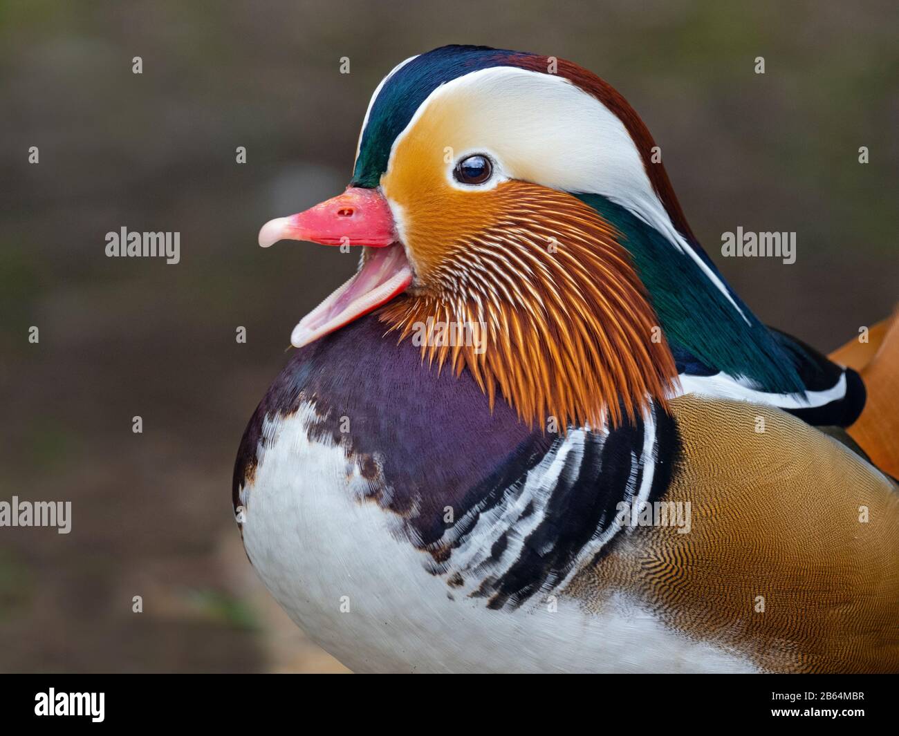 Axi sponsa hi-res stock photography and images - Alamy