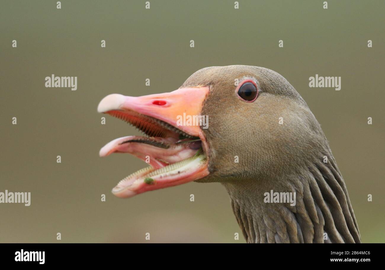 Greylag Goose Teeth
