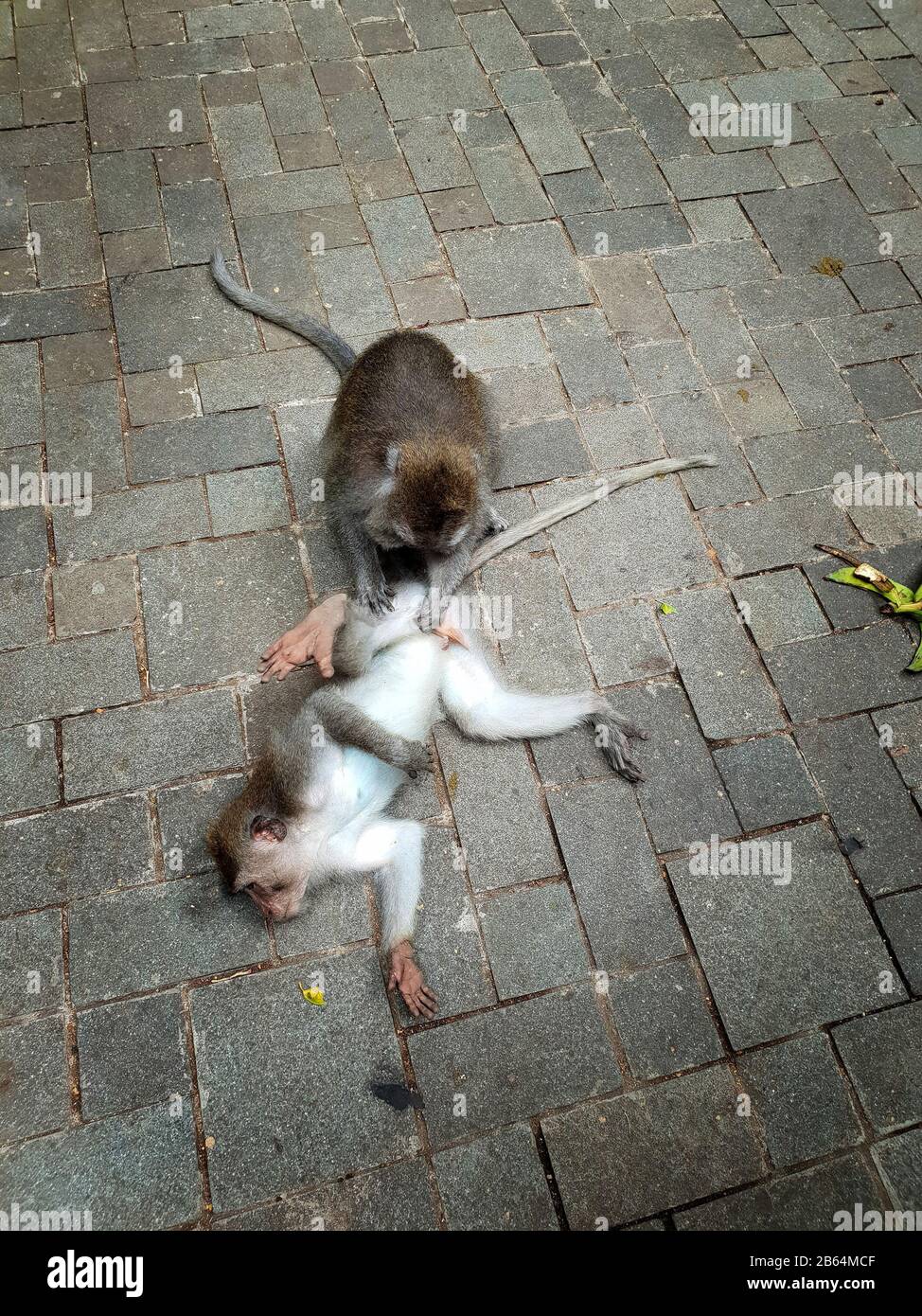 Two monkeys groom each other hi-res stock photography and images - Alamy