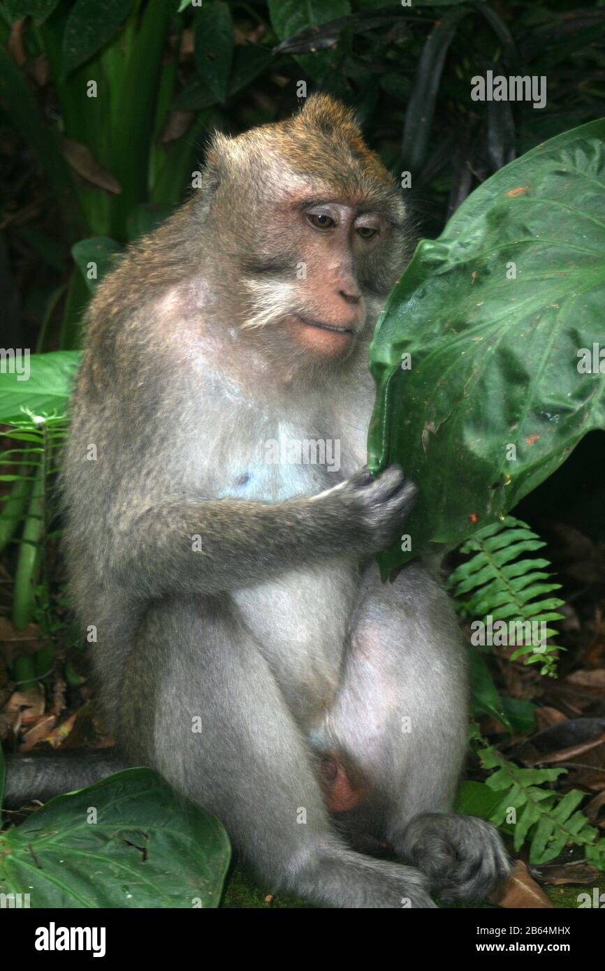 A long-tailed macaque, Monkey Forrest, Ubud, Bali, Indonesia Stock ...