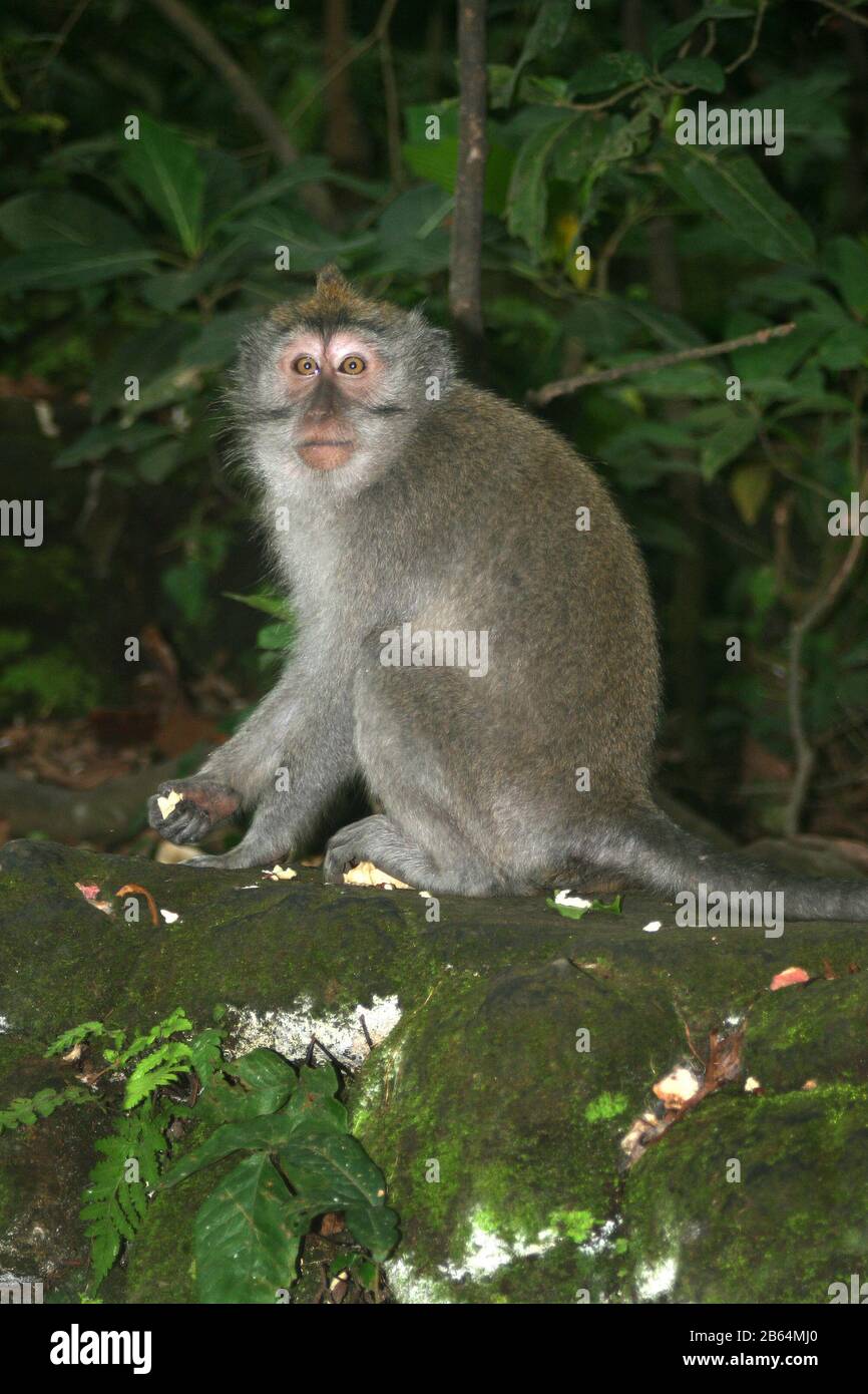 A long-tailed macaque, Monkey Forrest, Ubud, Bali, Indonesia Stock ...