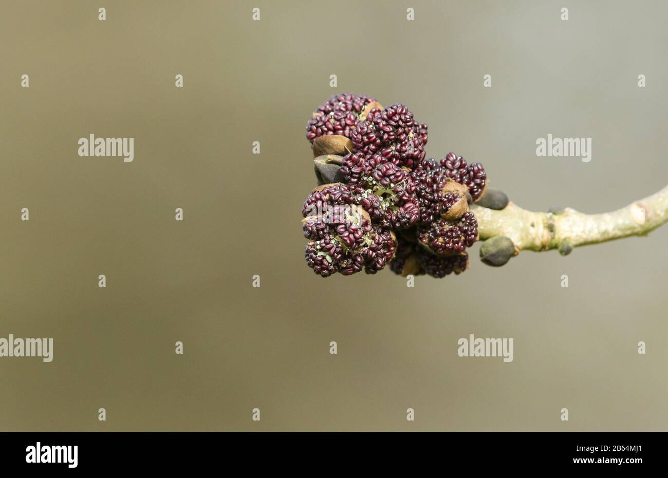The flowers on a branch of a Ash Tree, Fraxinus excelsior, in woodland ...