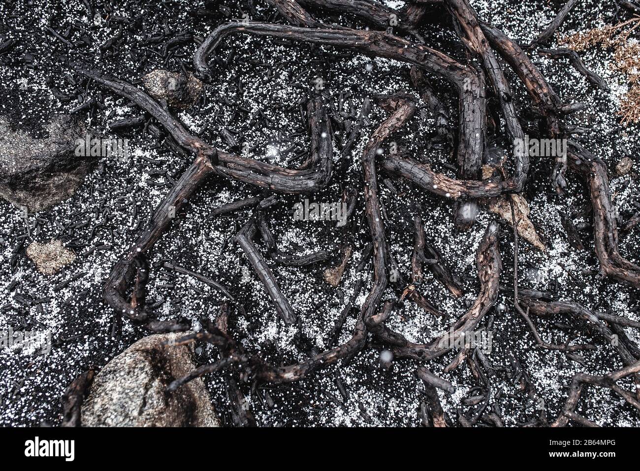 Forest fire consequences, burnt ground and roots of the trees and ...