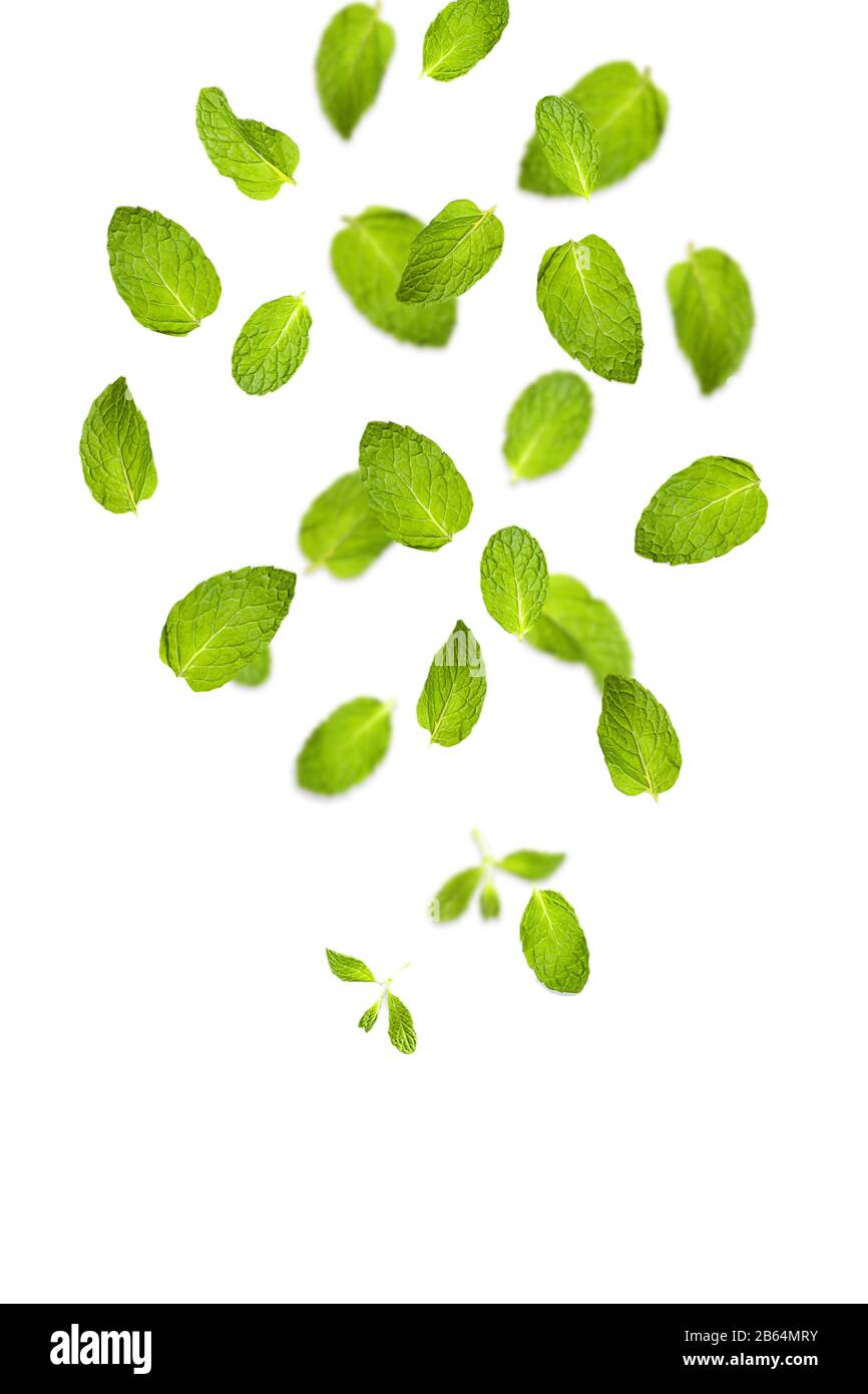 Amazing fresh raw mint leaves flying from above. Isolated on white ...