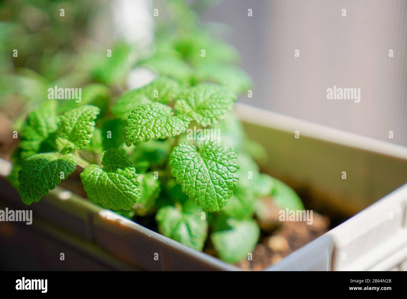 Fresh mint grass in the sun, green and beautiful Stock Photo - Alamy