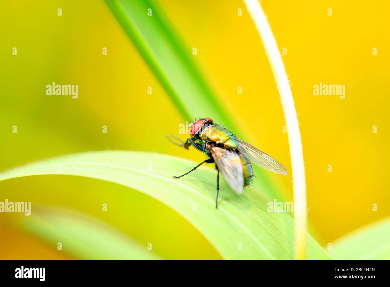A fly is in the flower, close-up lens Stock Photo - Alamy