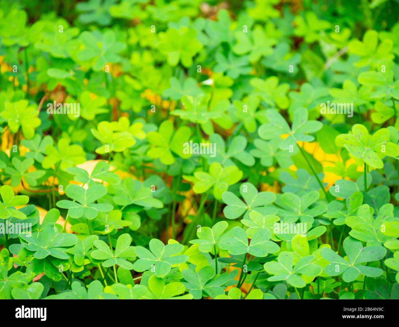 Four leaf clover field hi-res stock photography and images - Alamy