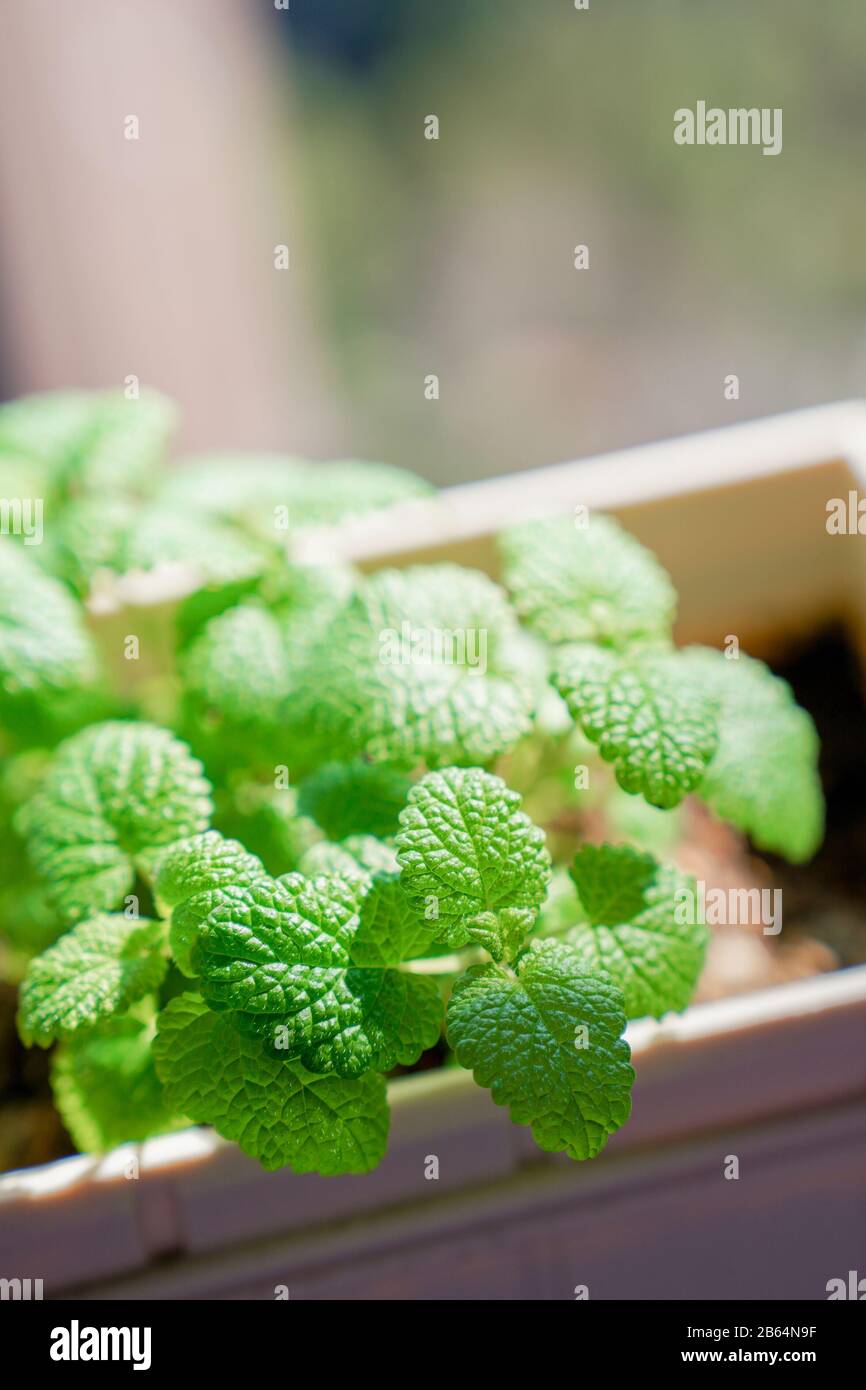 Mint grass hi-res stock photography and images - Alamy