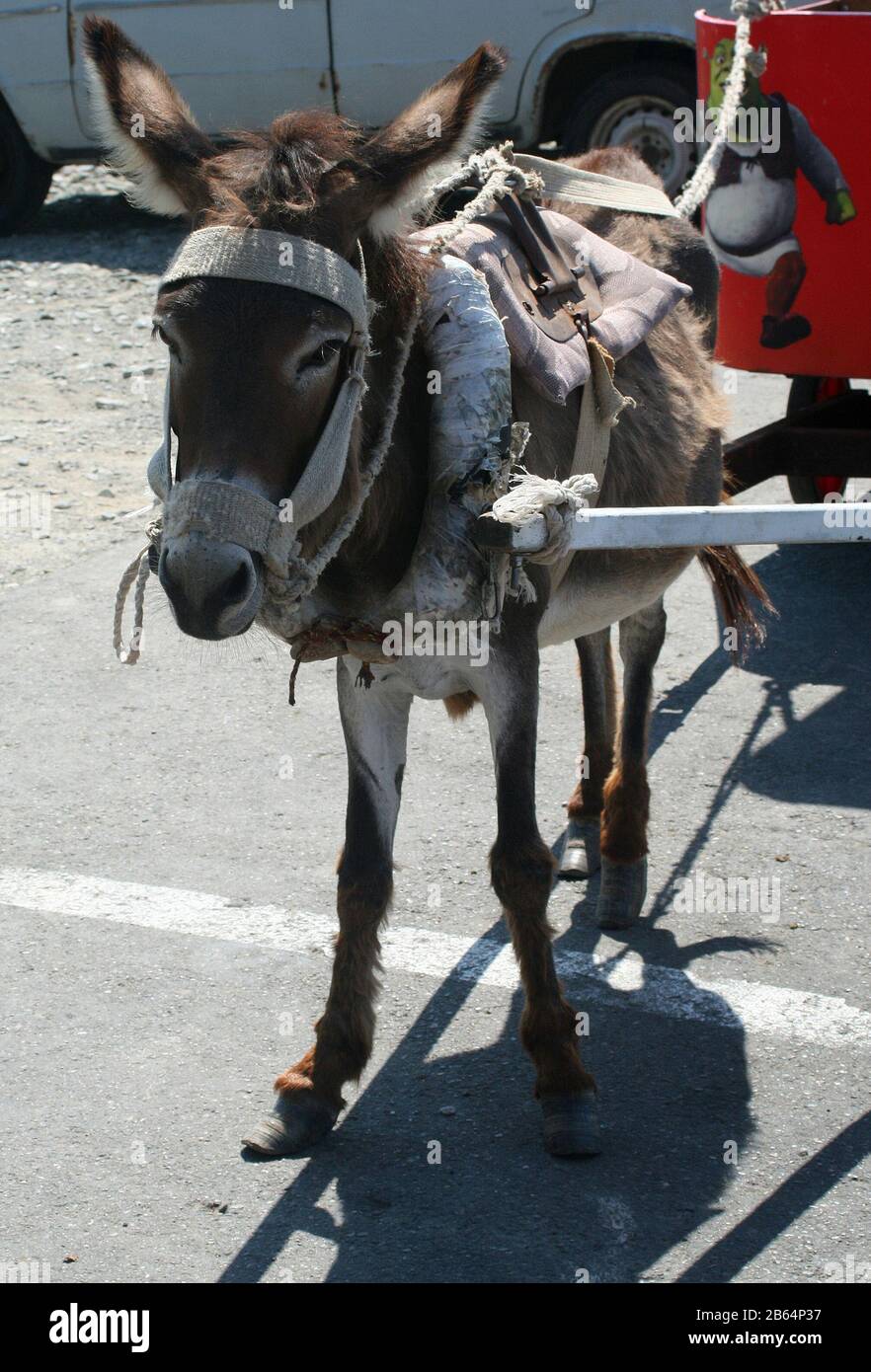 Children's donkey cart, Tbilisi, Georgia Stock Photo - Alamy
