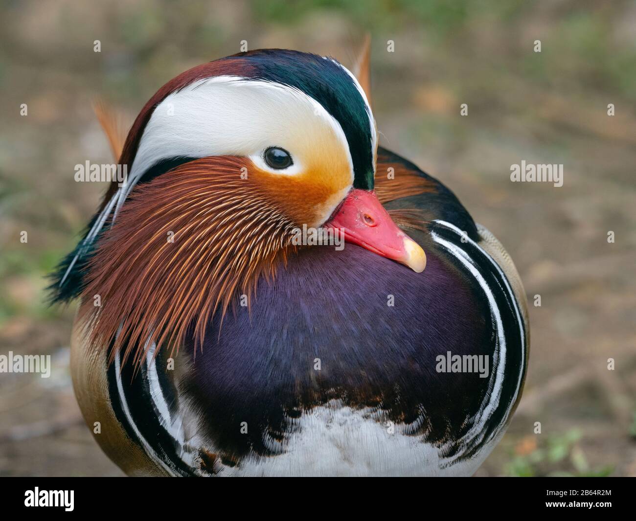 Native birds of china hi-res stock photography and images - Alamy
