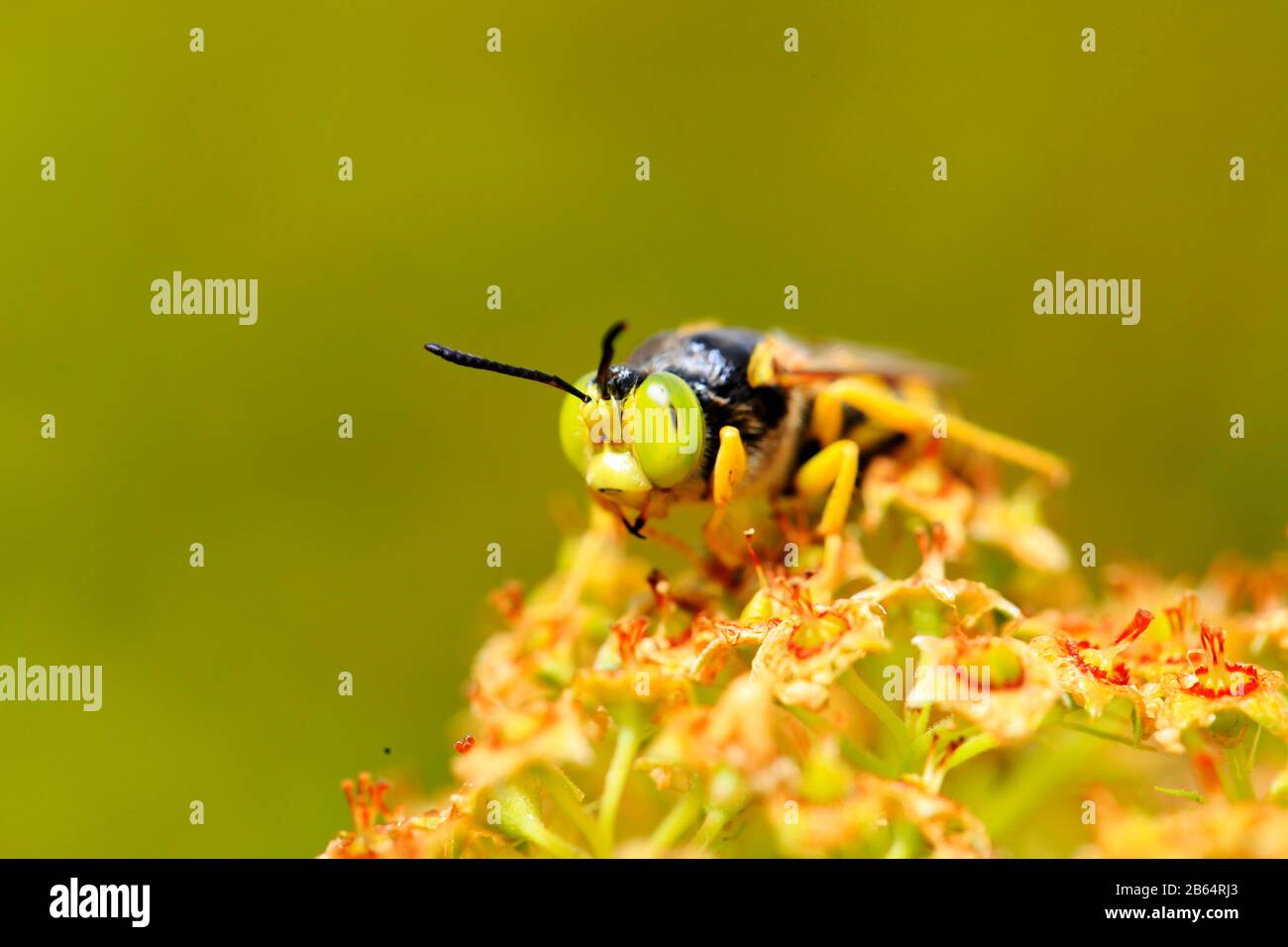 A wasp, close-up Stock Photo - Alamy