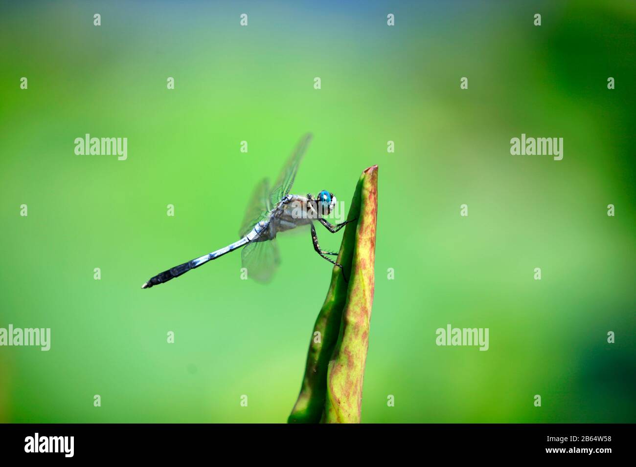 A dragonfly, close-up Stock Photo - Alamy