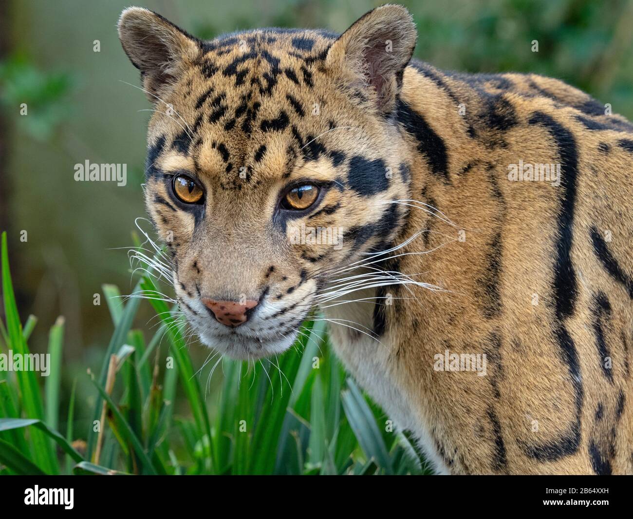 Clouded Leopard Face