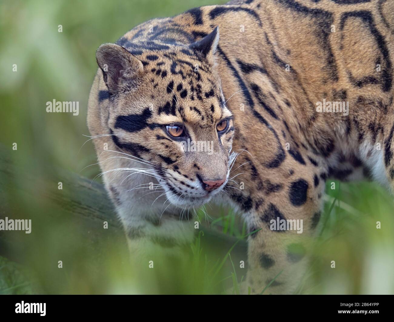 Clouded leopard Neofelis nebulosa Captive portrait Stock Photo - Alamy