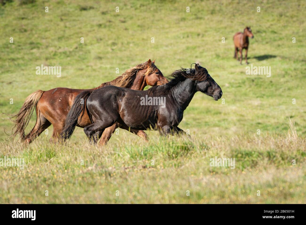 Flying Mane High Resolution Stock Photography and Images - Alamy