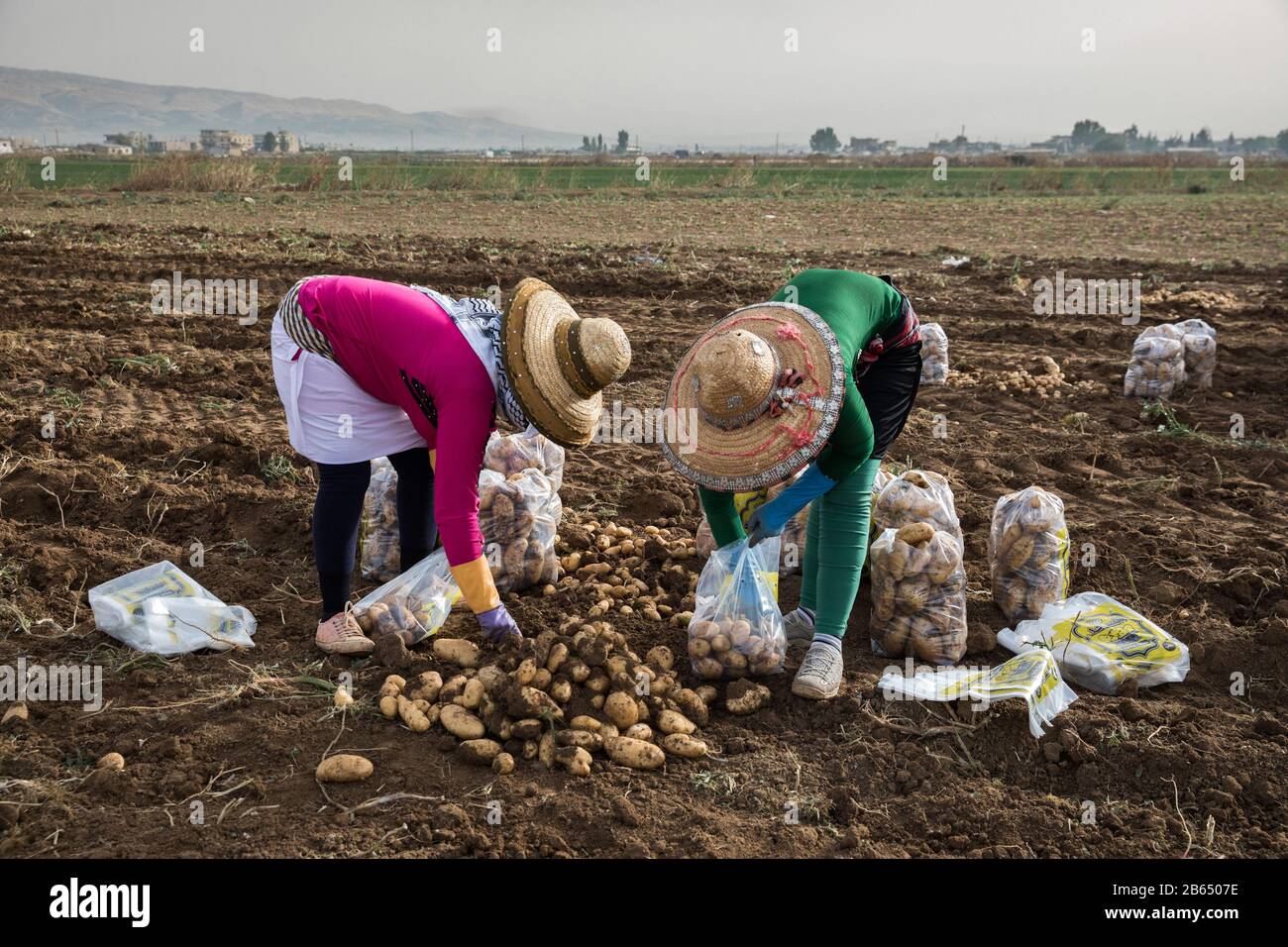 Irish farm labour hi-res stock photography and images - Alamy