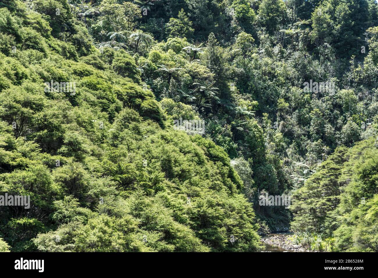 Green vegeation hi-res stock photography and images - Alamy