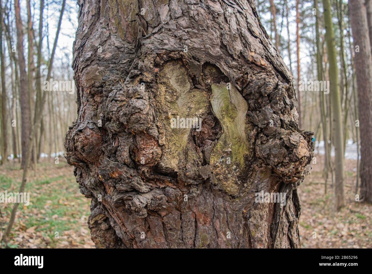 Chaga hi-res stock photography and images - Alamy