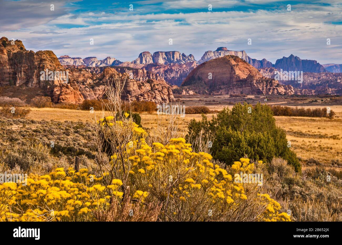 Rabbitbrush blooming in Cave Valley, Tabernacle Dome, West Temple and ...