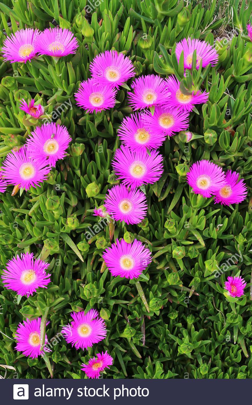 Succulent Ground Cover Plant High Resolution Stock Photography and ...