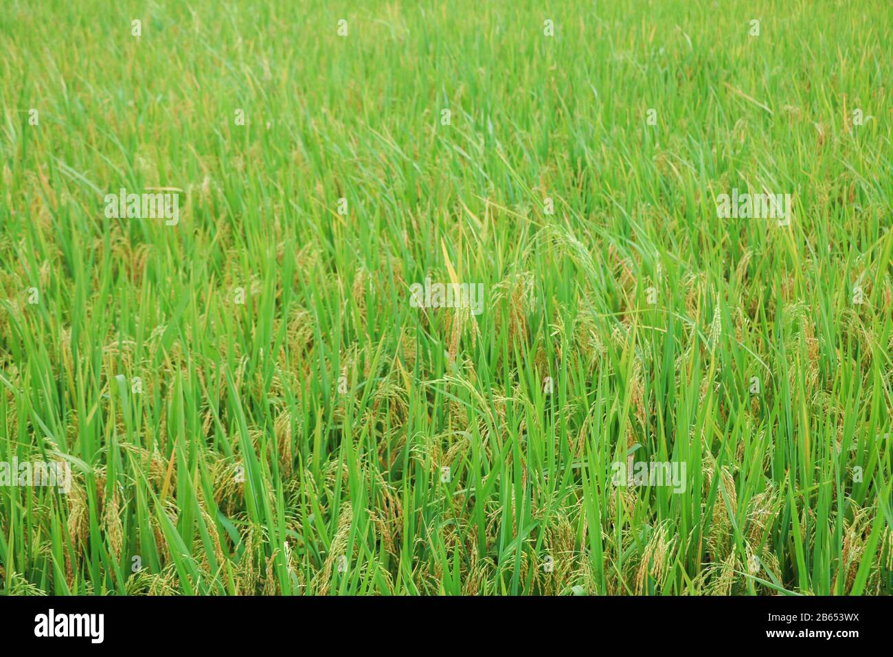 Paddy field scenery hi-res stock photography and images - Alamy