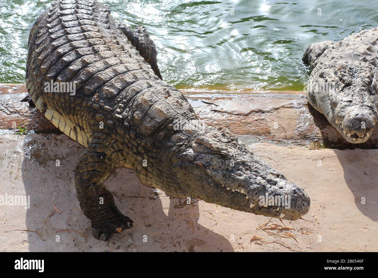 Crocodiles bask in the sun. Crocodiles in the pond. One crocodile comes ...