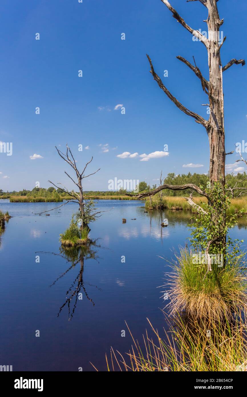 Dead trees in the moors of Dwingelderveld national park, Netherlands ...