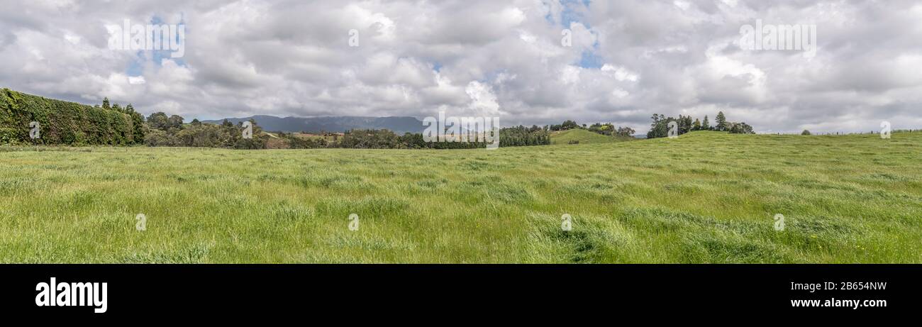 Windswept trees new zealand hi-res stock photography and images - Alamy