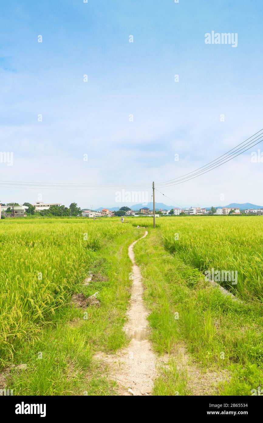 Empty dirt road through the rice paddy field in the village, Xinhui ...