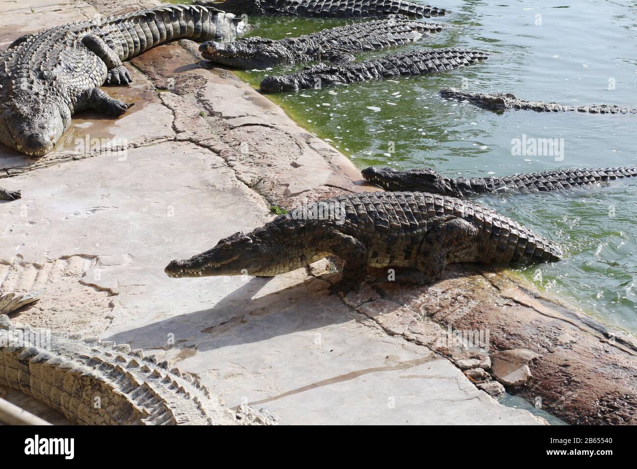 Crocodiles bask in the sun. Crocodiles in the pond. One crocodile comes ...