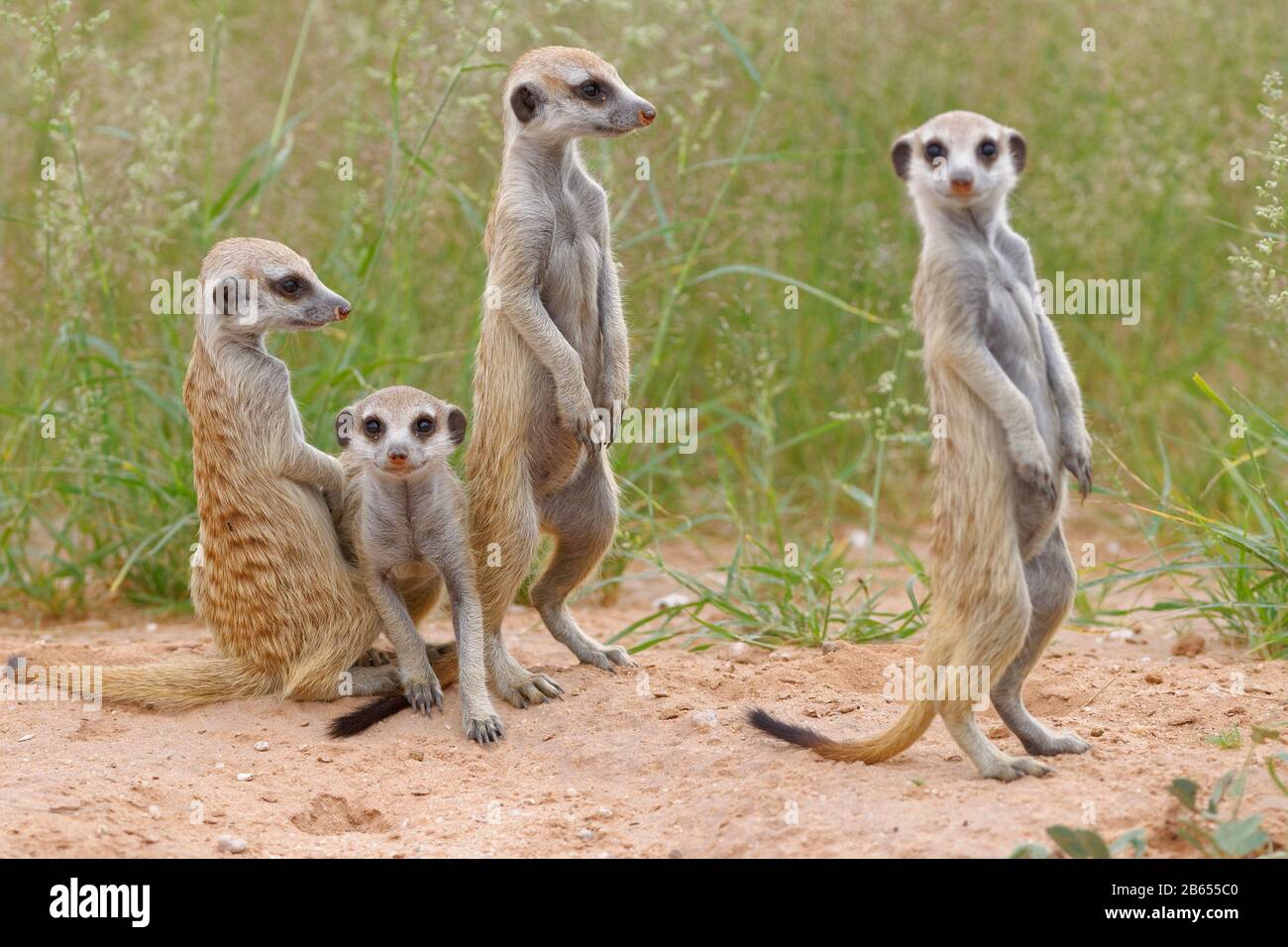 Meerkats (Suricata suricatta), four young animals at burrow, alert, Kgalagadi Transfrontier Park ...