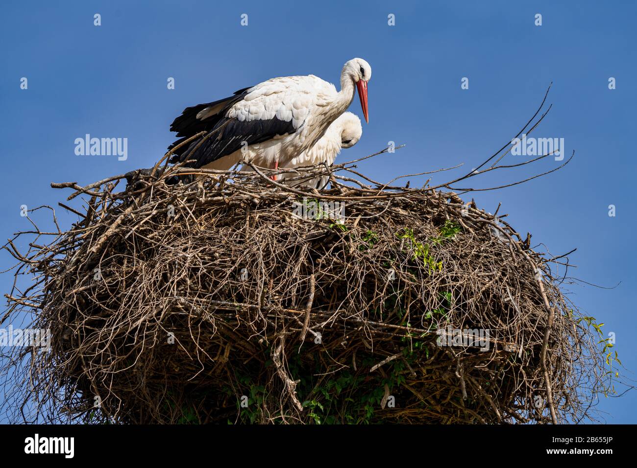 White Stork, Ciconia ciconia in Jerez de la Frontera, Andalusia in ...