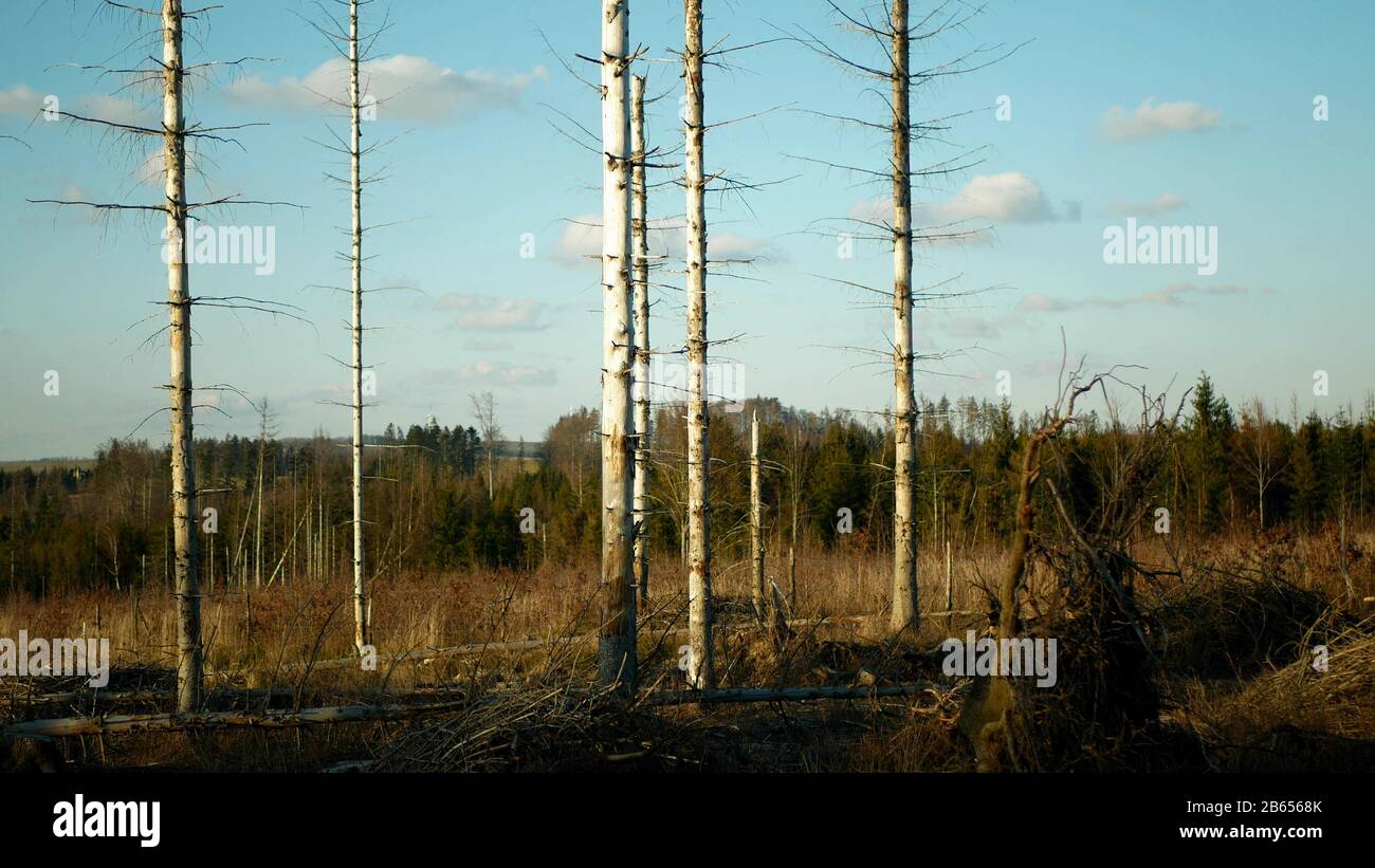 Bark beetle pest Ips typographus, spruce and bast tree infested and ...
