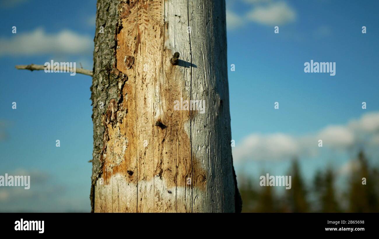 Bark beetle pest Ips typographus, spruce and bast tree infested and ...