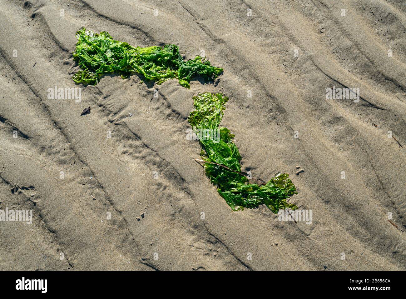 some algae on the beach sand Stock Photo - Alamy
