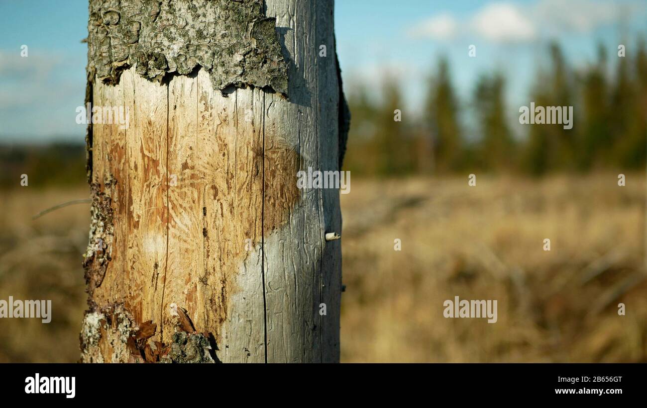 Bark beetle pest Ips typographus, spruce and bast tree infested and ...