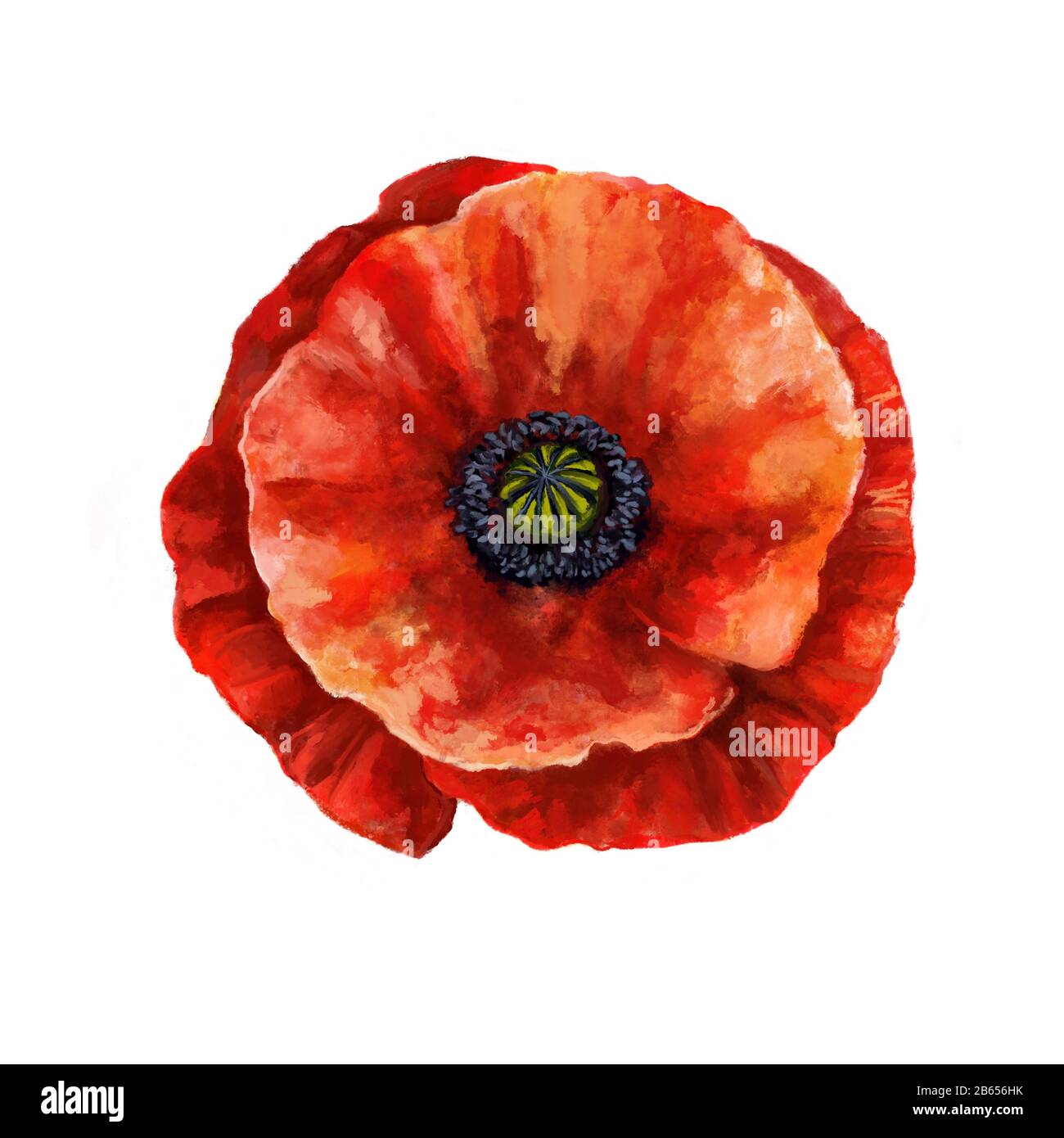 red poppy flower, art illustration painted with watercolors isolated on ...
