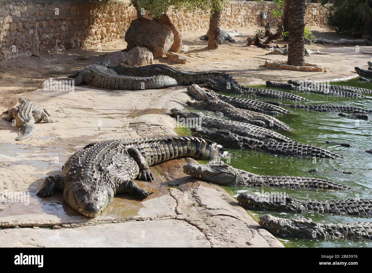 Many crocodiles bask in the sun. Crocodile in the pond. Crocodile farm ...