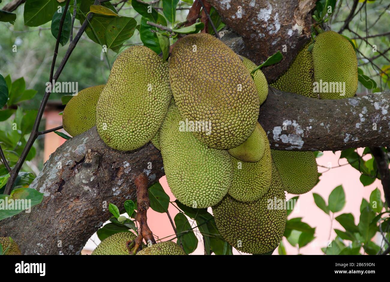 Jack fruit growing on tree hi-res stock photography and images - Alamy