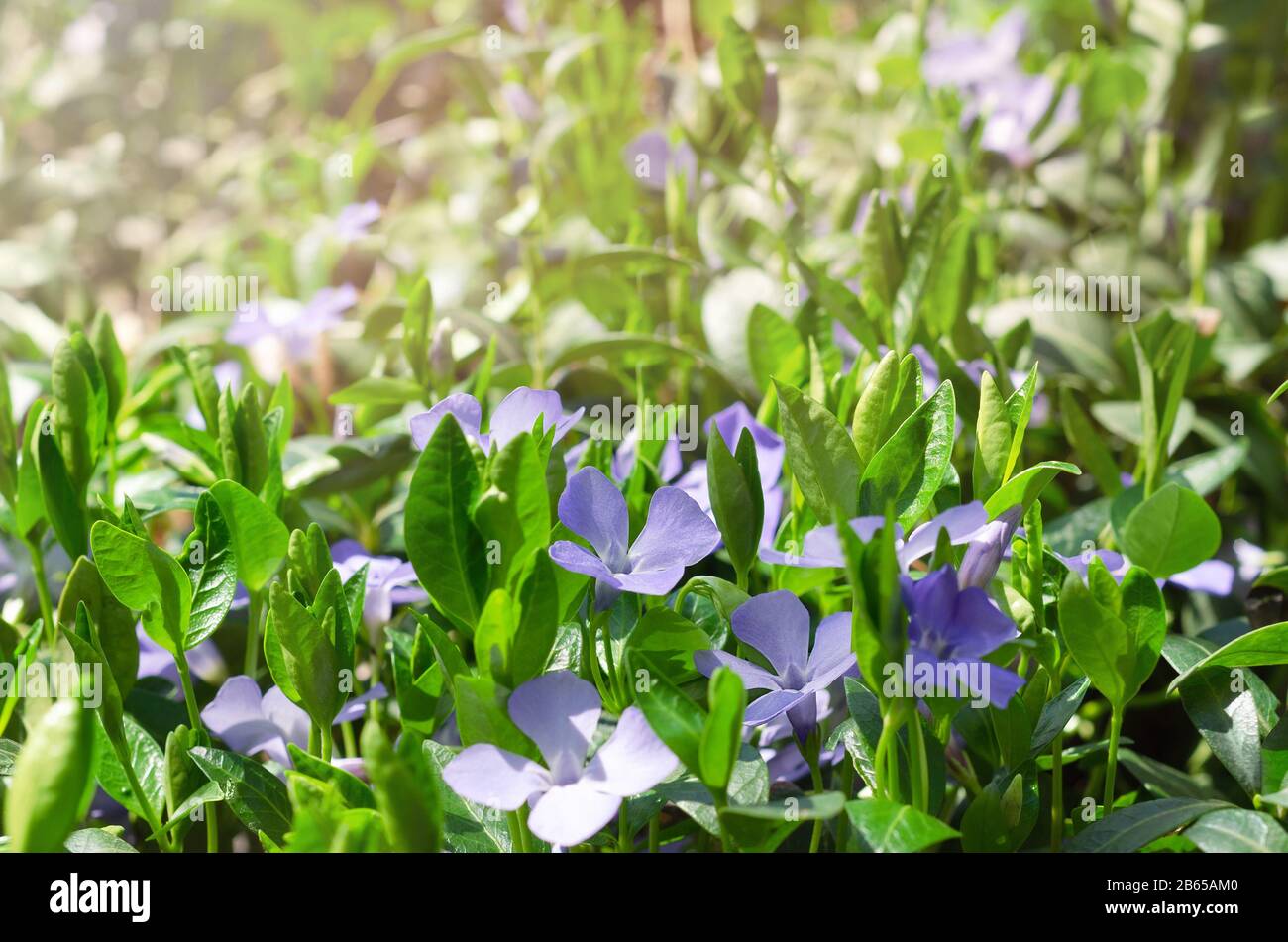 Defocused spring background with a flowered periwinkle Stock Photo - Alamy